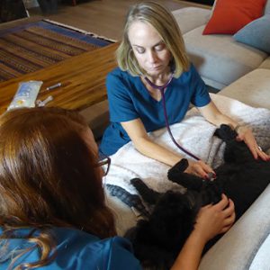 Our Services - Mobile Veterinary Practice