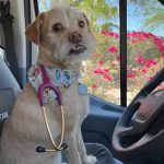 Services - Mobile Veterinary Practice