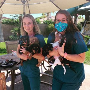 Our Services - Mobile Veterinary Practice